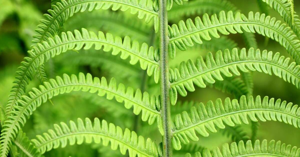 A beszélő növények | Astronet.hu Talányok