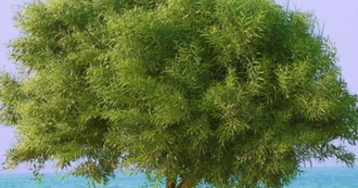 A fa-rajz teszt | Astronet.hu Lélekgyógyászat